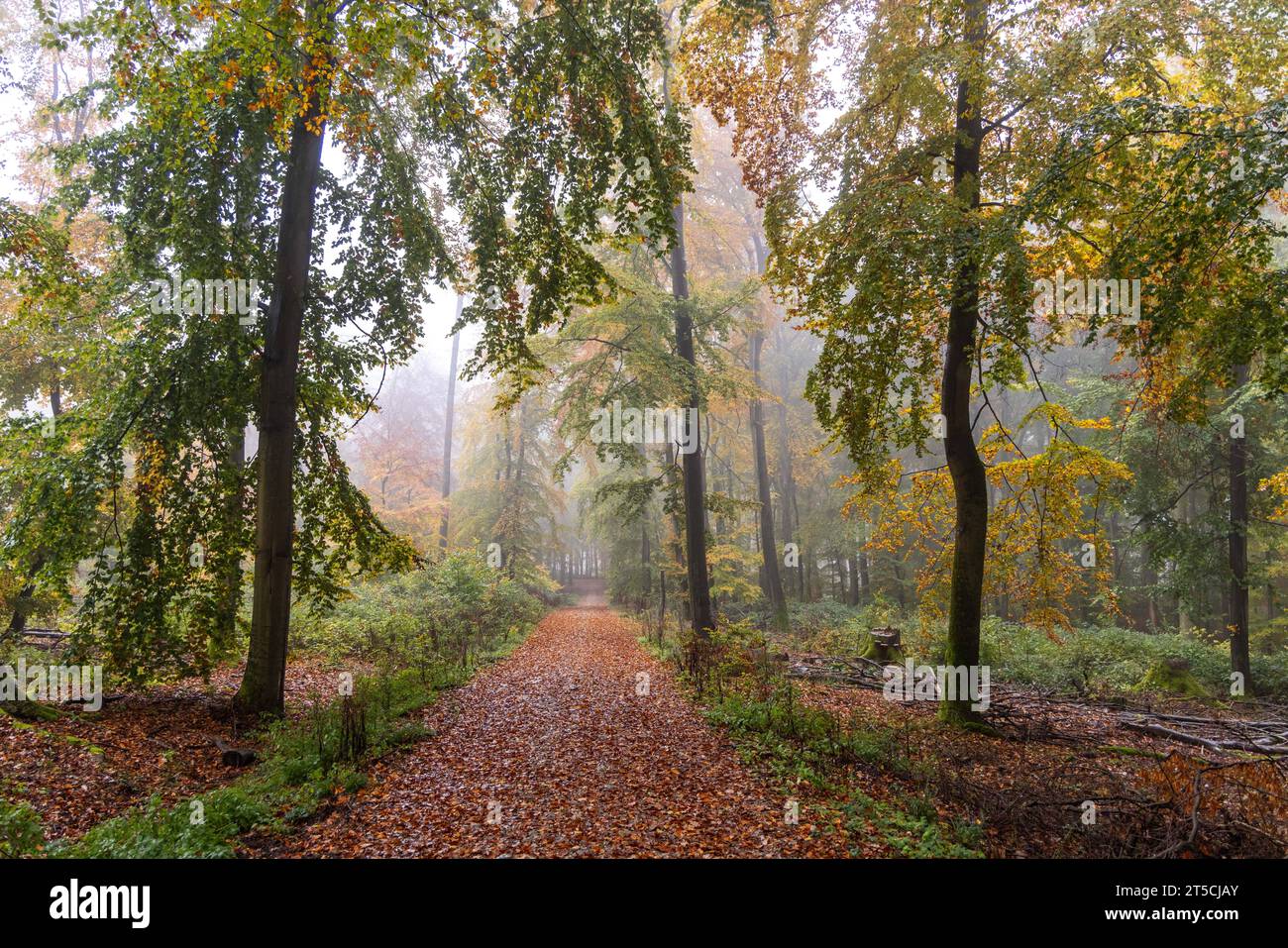 Trübes Novemberwetter in Hessen Bei Regen und Nebel zeigt sich der ...