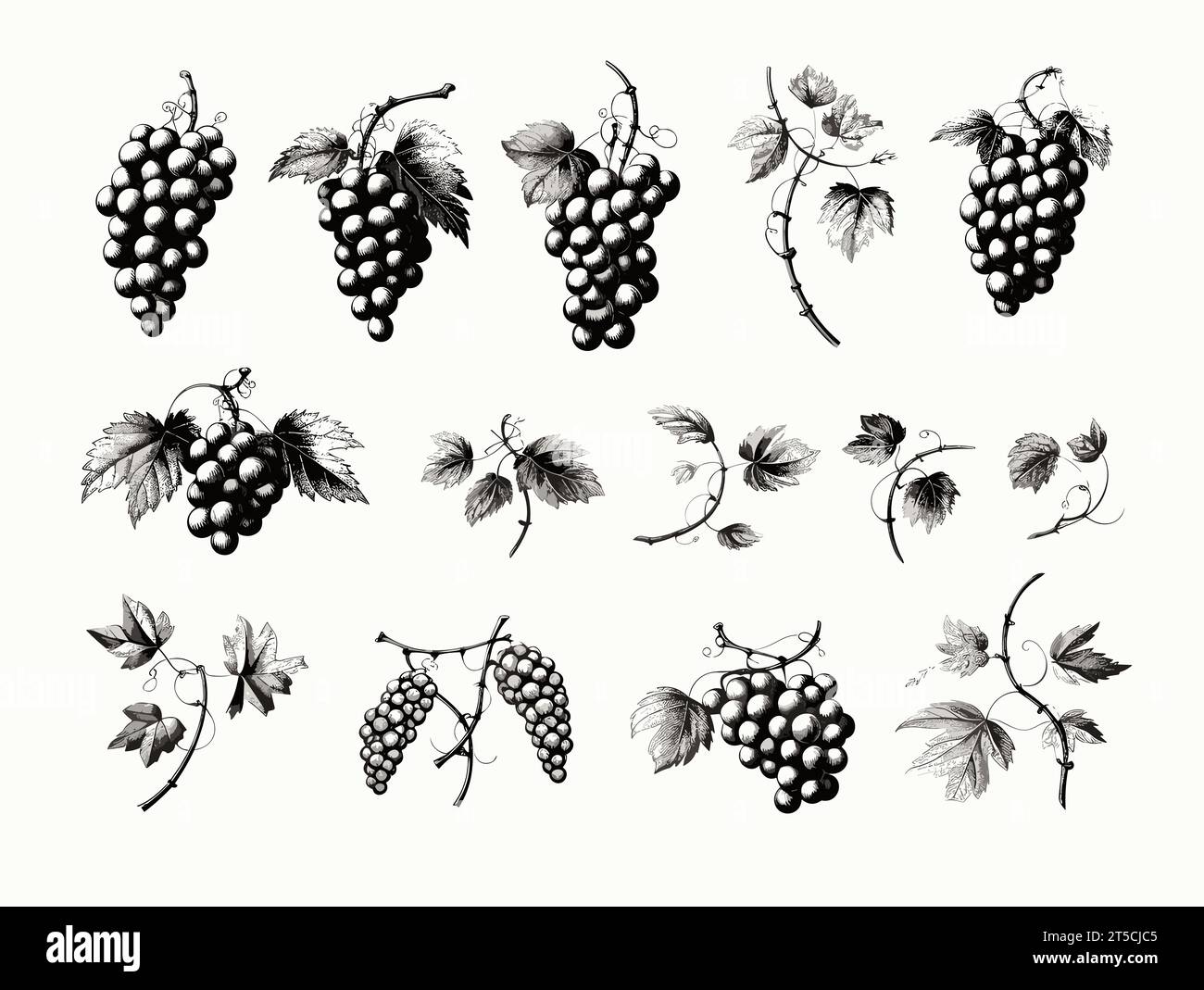 Drawing of Set of design elements with grapes illustration separated ...
