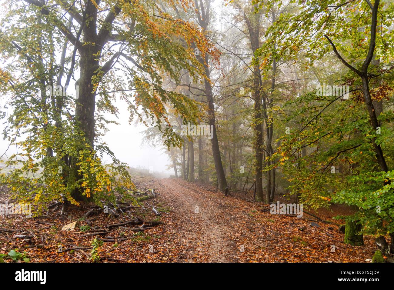 Trübes Novemberwetter in Hessen Bei Regen und Nebel zeigt sich der ...