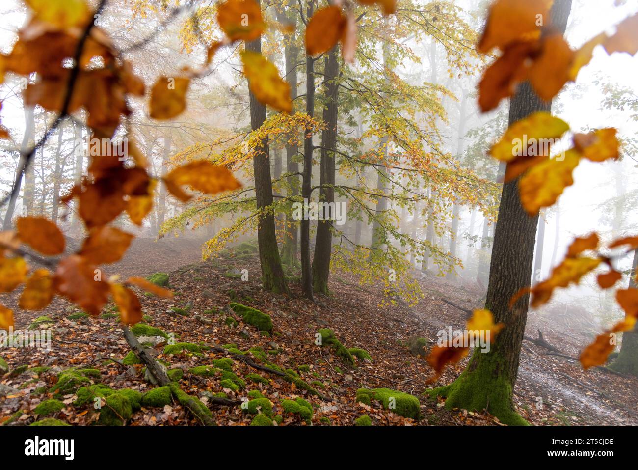 Trübes Novemberwetter in Hessen Bei Regen und Nebel zeigt sich der ...