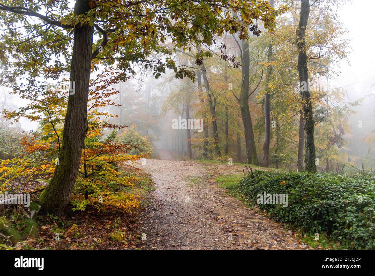 Trübes Novemberwetter in Hessen Bei Regen und Nebel zeigt sich der ...