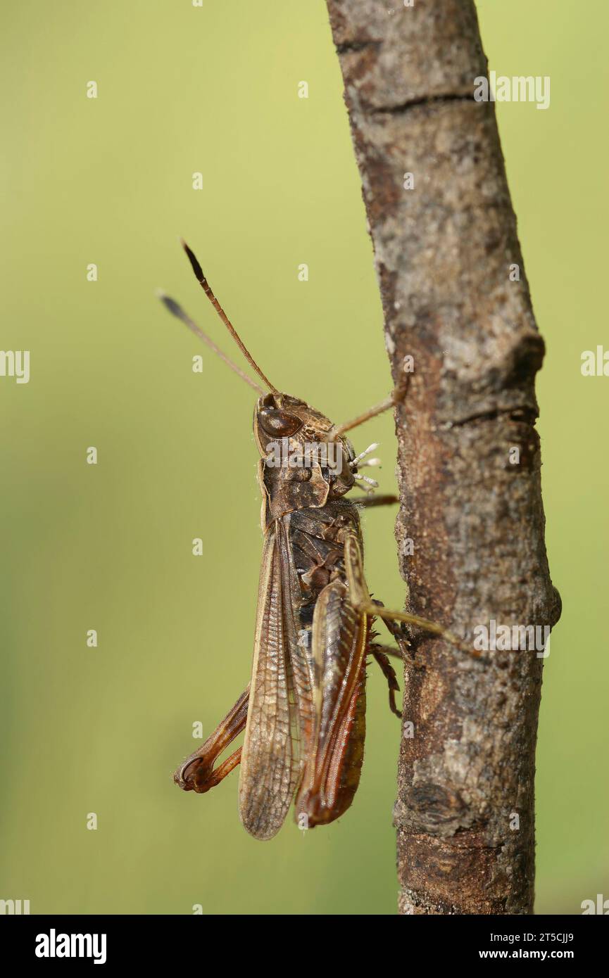 Natural vertical closeup on the rare rufous grasshopper, Gomphocerippus ...