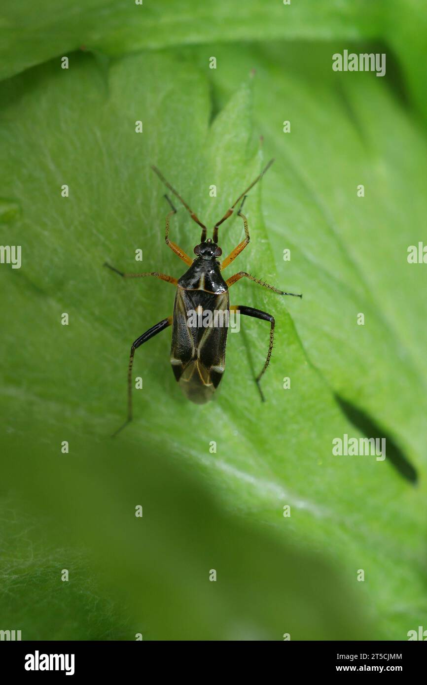 Natural vertical closeup on a male Harpocera thoracica plant bug ...