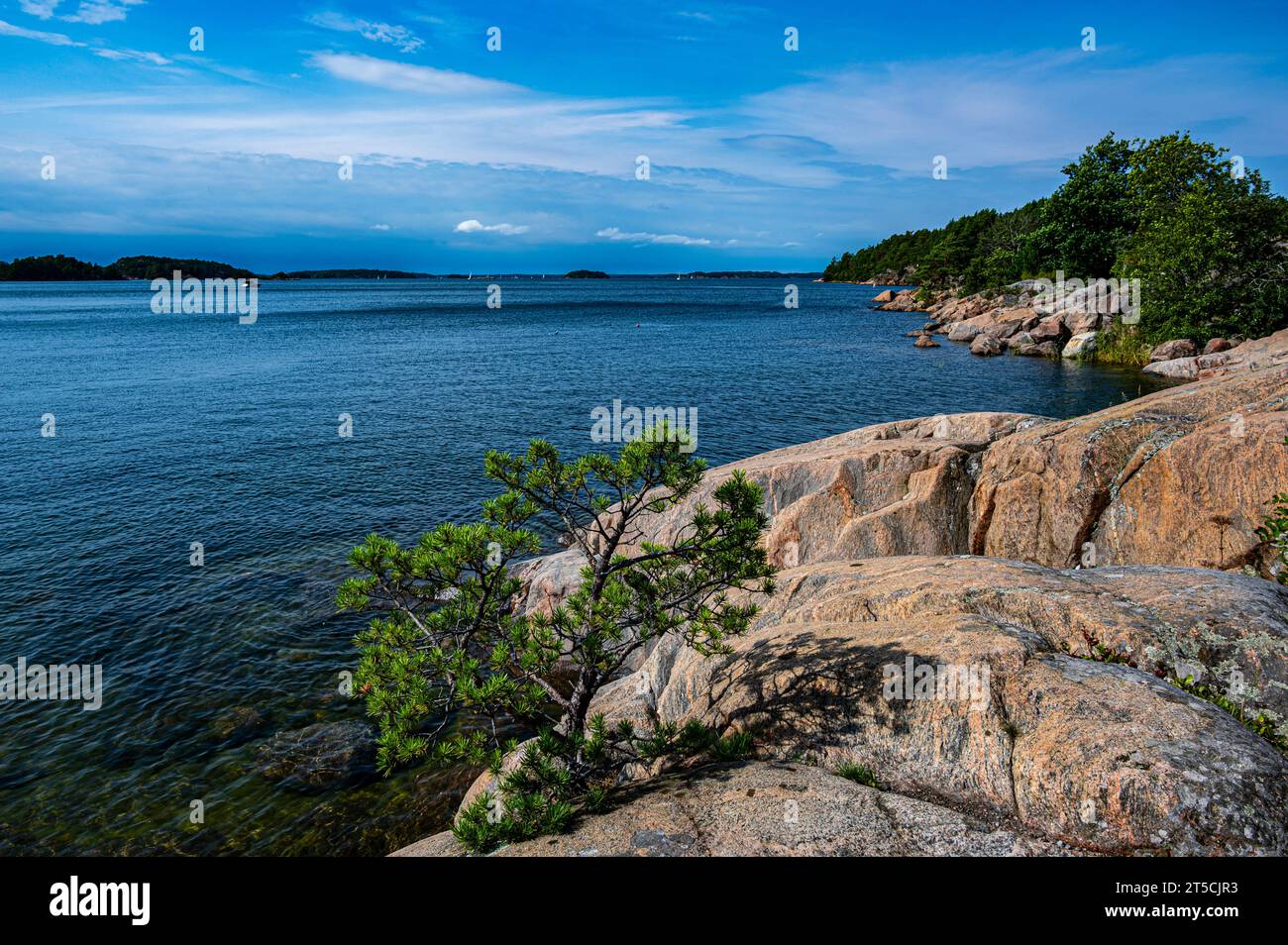 Rocks and trees in the northern part of Grinda Island , Stockholm ...