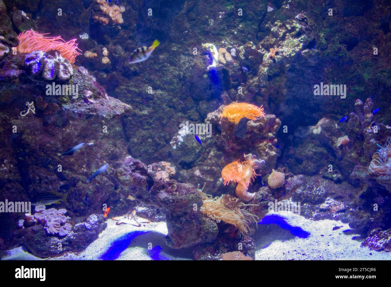 Beautiful, colorful coral reefs and sea sponges underwater image Stock ...
