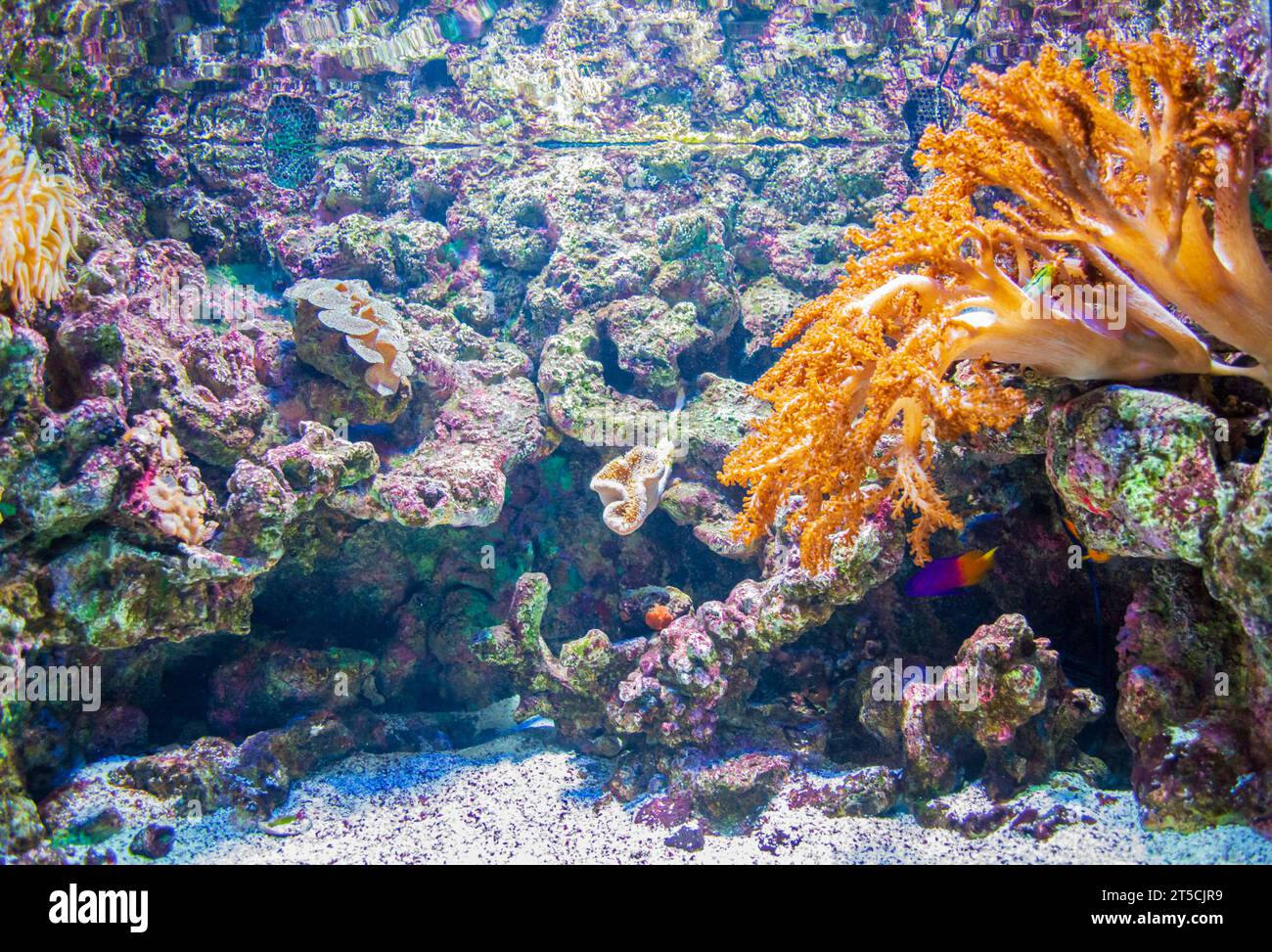 Beautiful, colorful coral reefs and sea sponges underwater image Stock ...