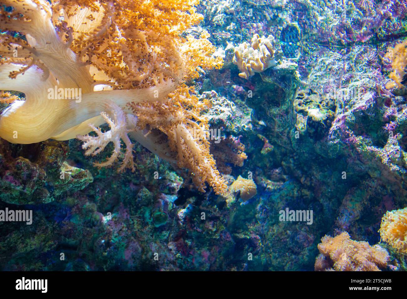 Beautiful, colorful coral reefs and sea sponges underwater image Stock ...