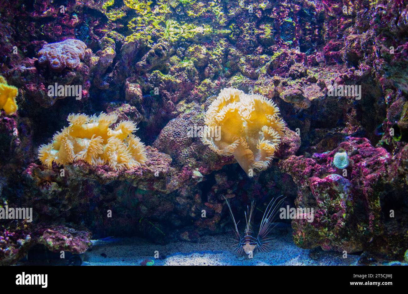 Beautiful, colorful coral reefs and sea sponges underwater image Stock ...