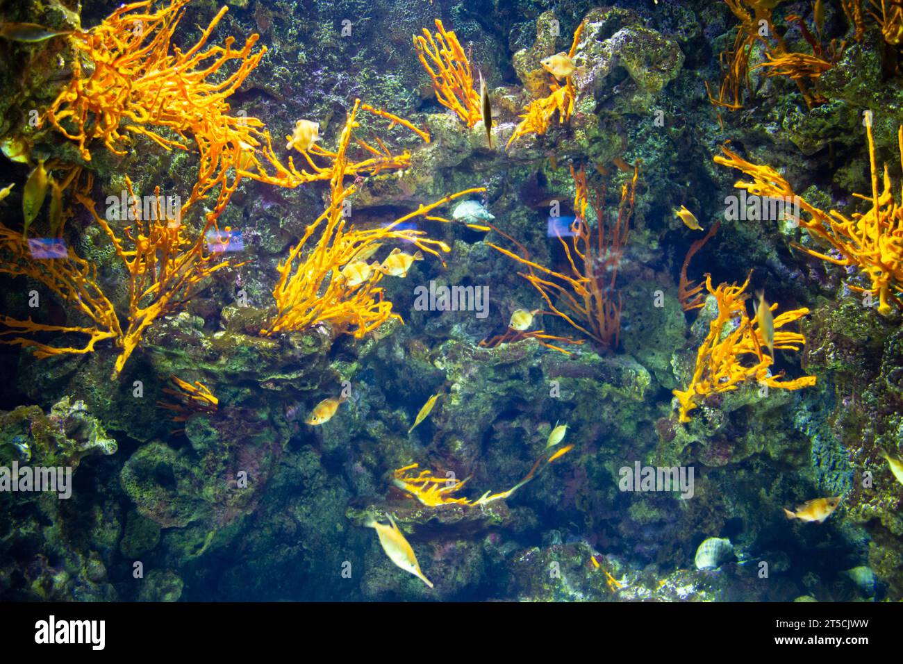 Beautiful, colorful coral reefs and sea sponges underwater image Stock ...