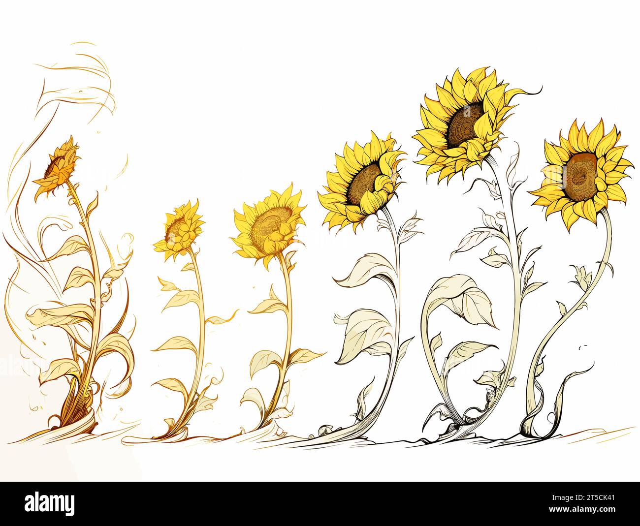 Drawing of Sunflowers - stages of growth illustration separated ...