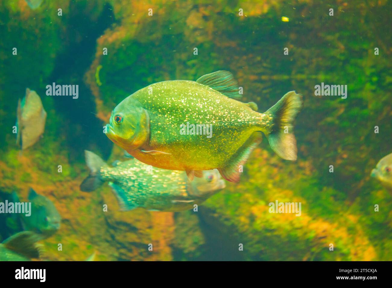Pirapitinga fish hi-res stock photography and images - Alamy