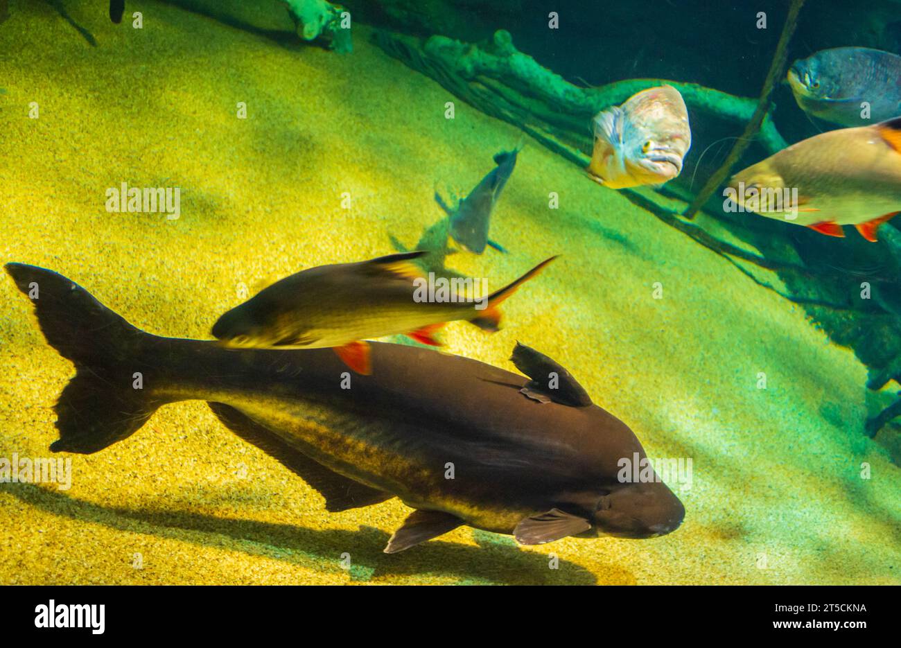 The iridescent shark, iridescent shark catfish is a species of shark ...