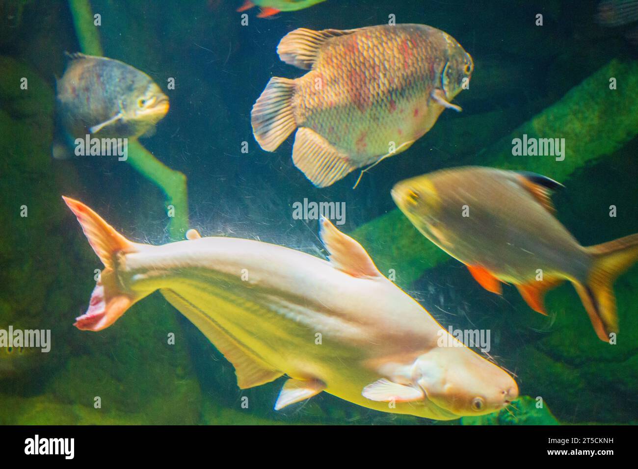 Tropical fish and iridescent shark in deep waters underwater image ...