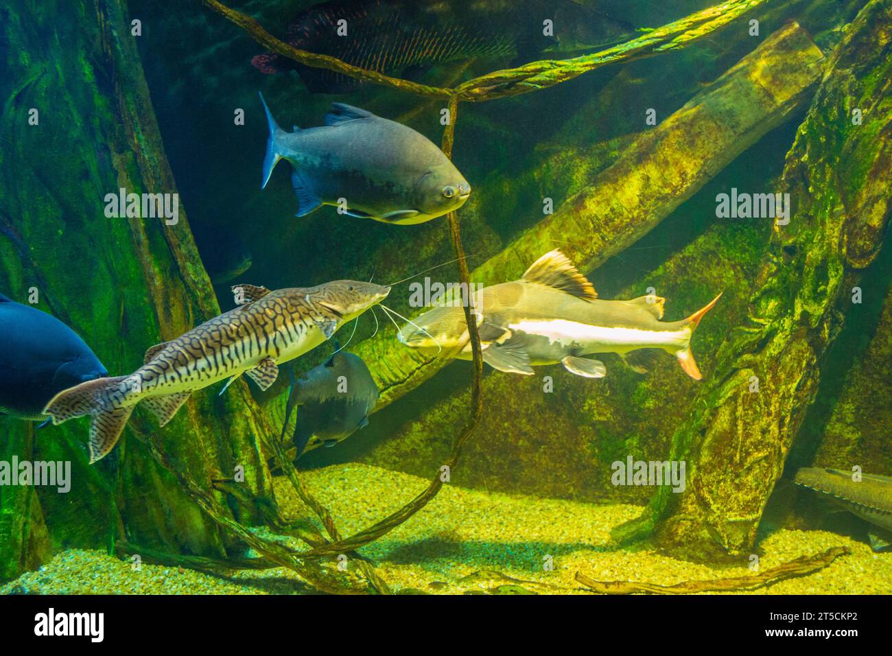 Piaractus brachypomus, the pirapitinga, is a large species of pacu, a ...