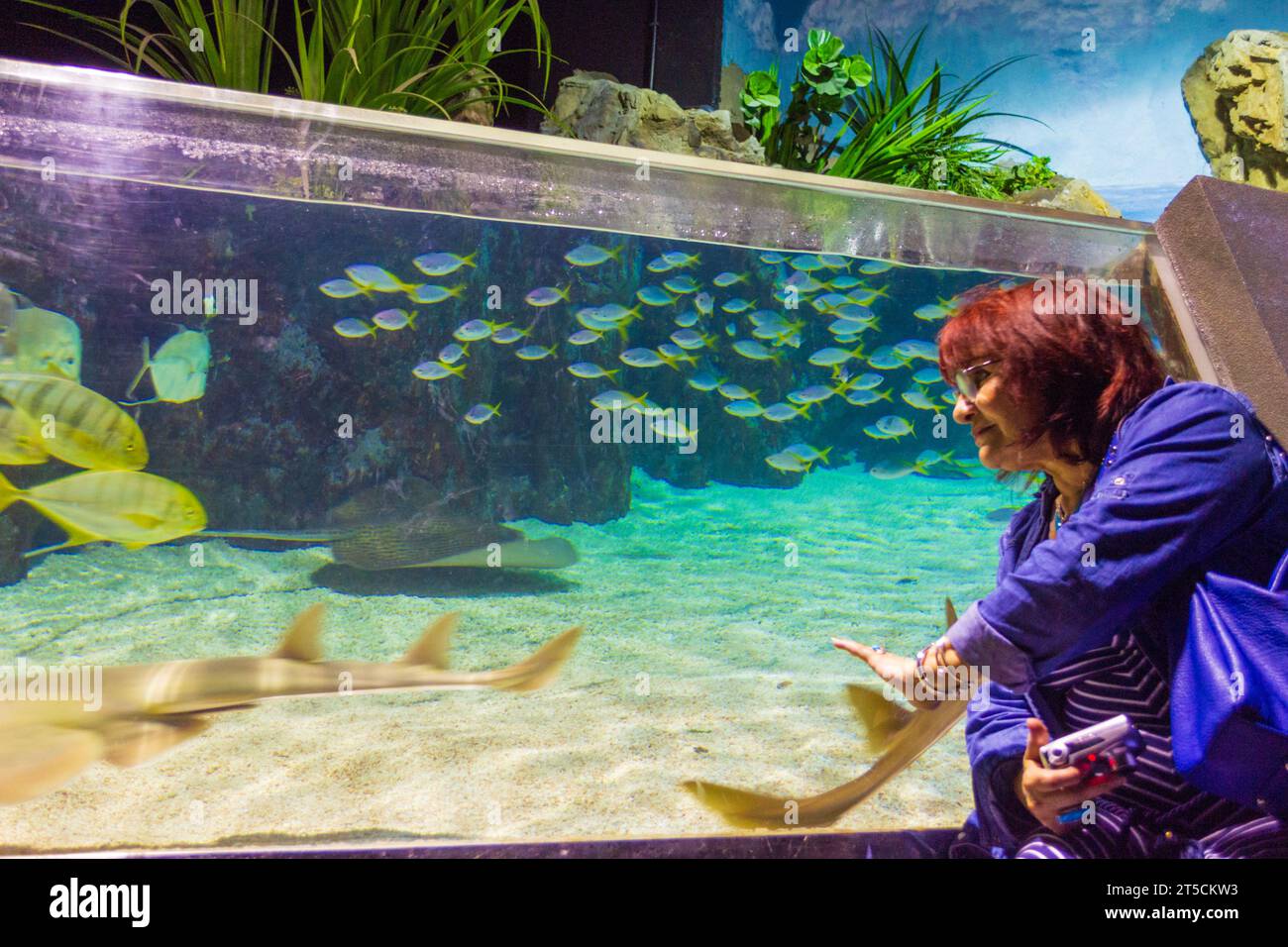 Tourist women enjoying the marine life in a tank of SeaLife aquarium ...