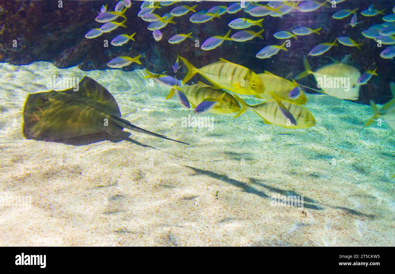 Stingrays are a group of sea rays, which are cartilaginous fish related ...