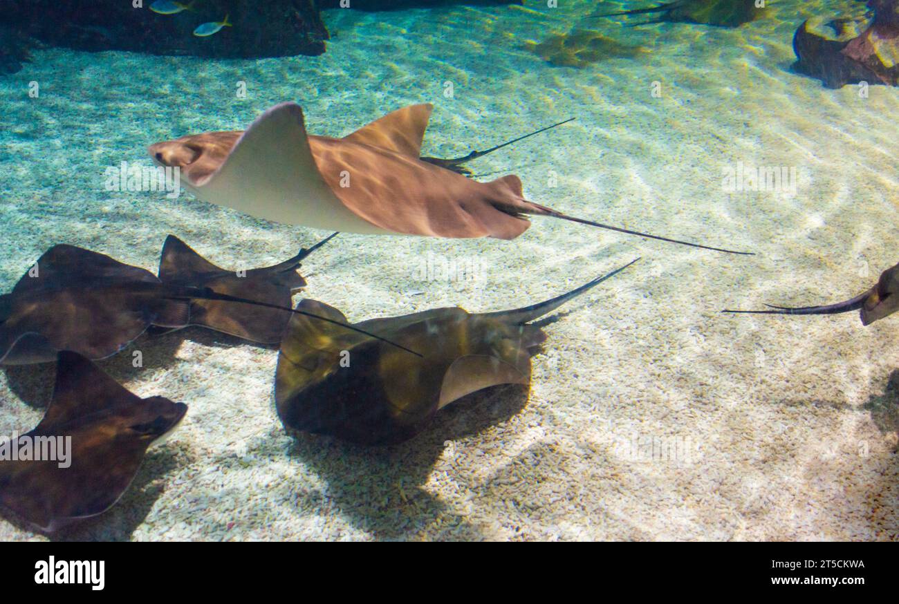 Stingrays are a group of sea rays, which are cartilaginous fish related ...