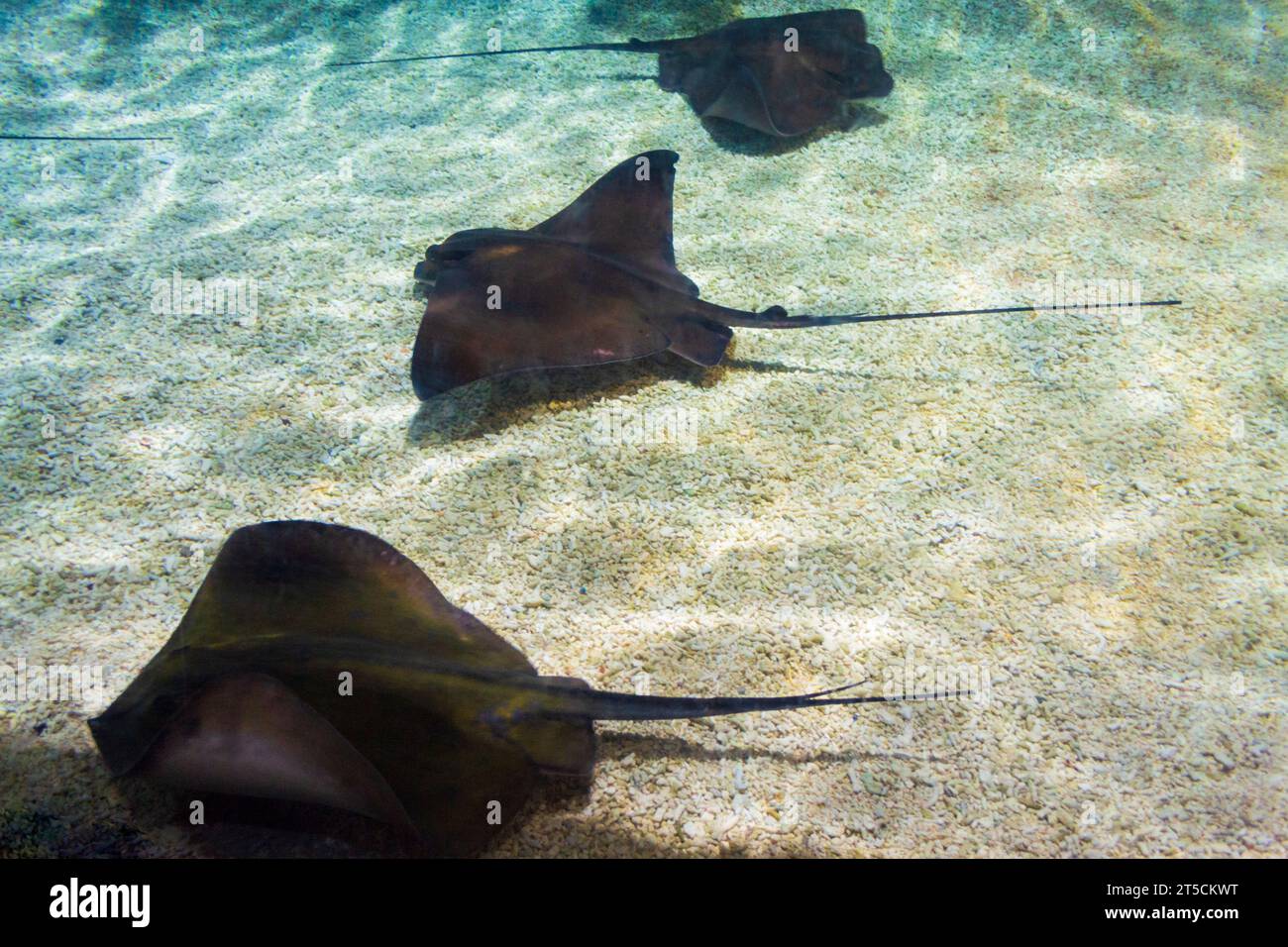 Stingrays are a group of sea rays, which are cartilaginous fish related ...
