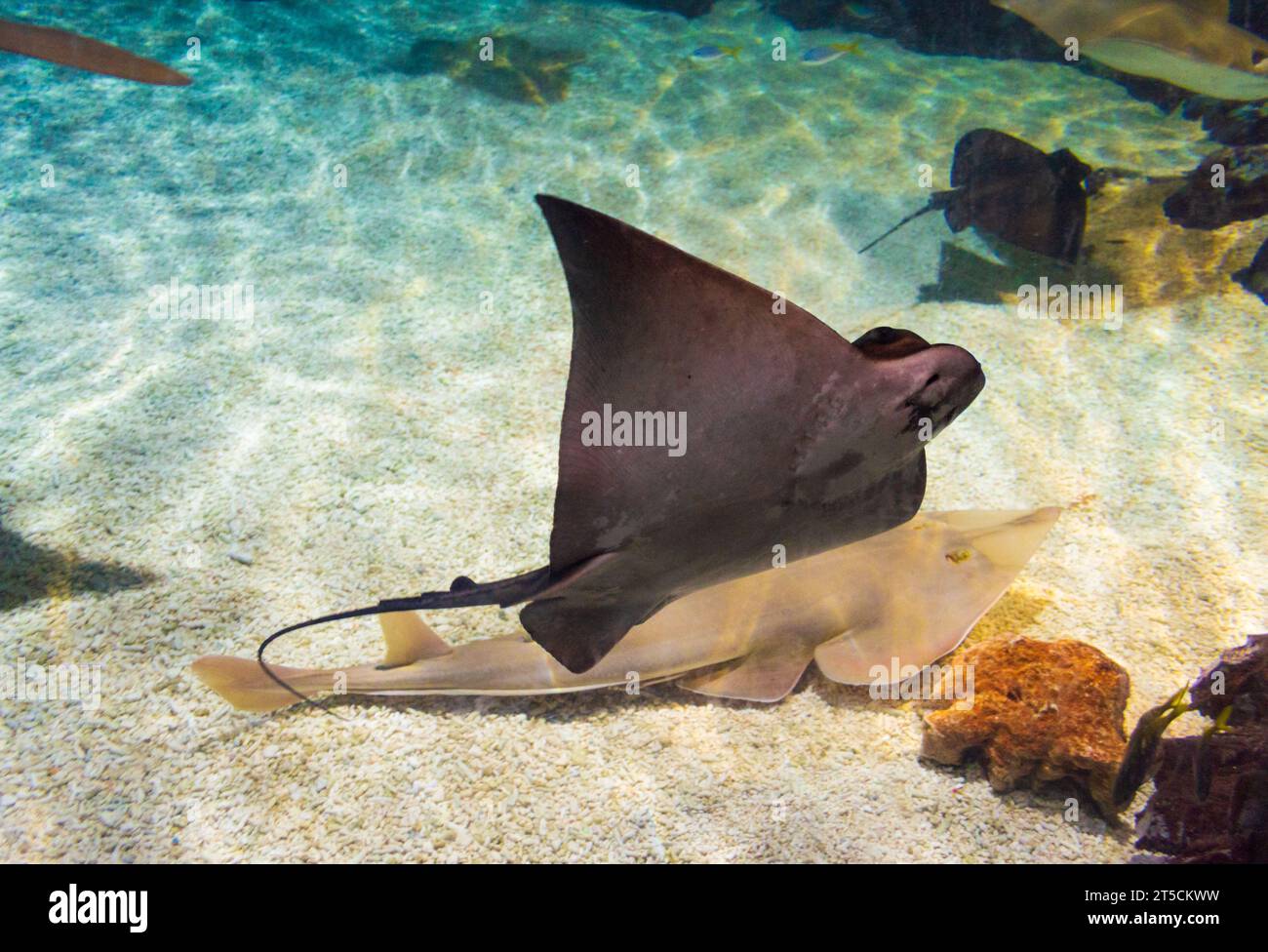 Stingrays are a group of sea rays, which are cartilaginous fish related to sharks. Stingrays are ...