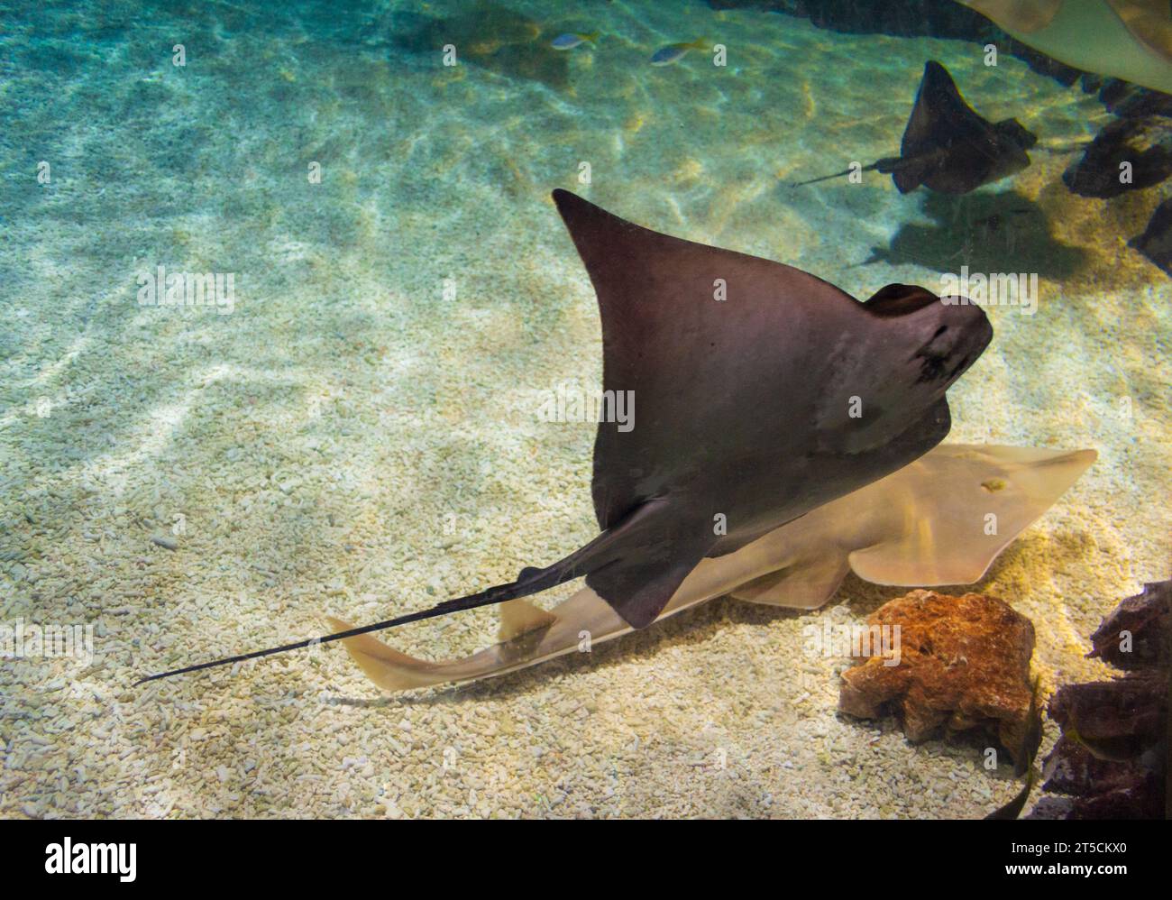 Stingrays are a group of sea rays, which are cartilaginous fish related ...