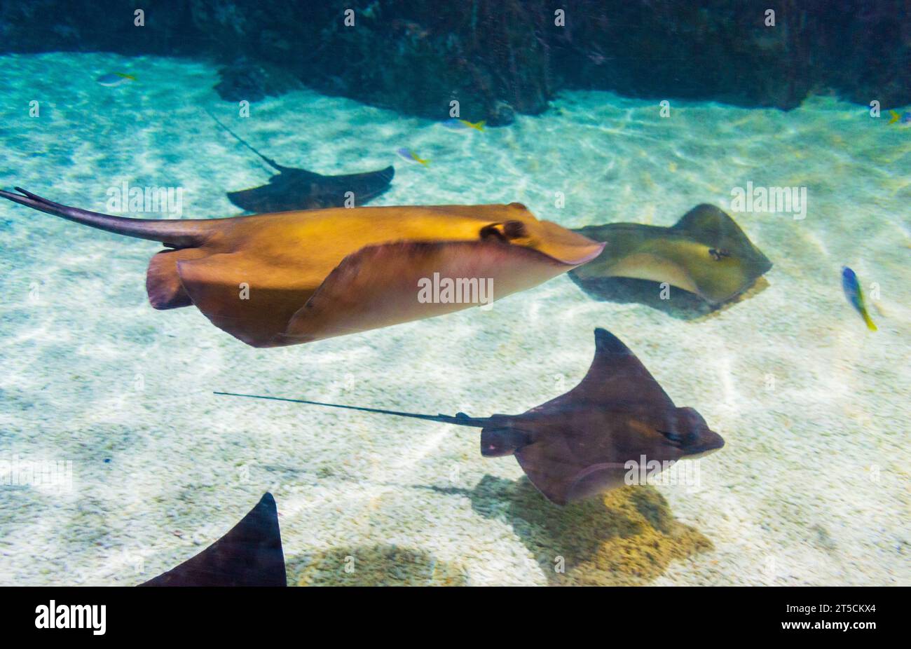 Stingrays are a group of sea rays, which are cartilaginous fish related to sharks. Stingrays are ...