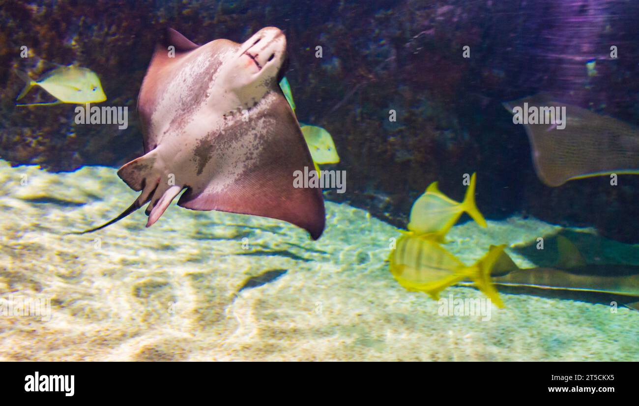 Stingrays are a group of sea rays, which are cartilaginous fish related ...