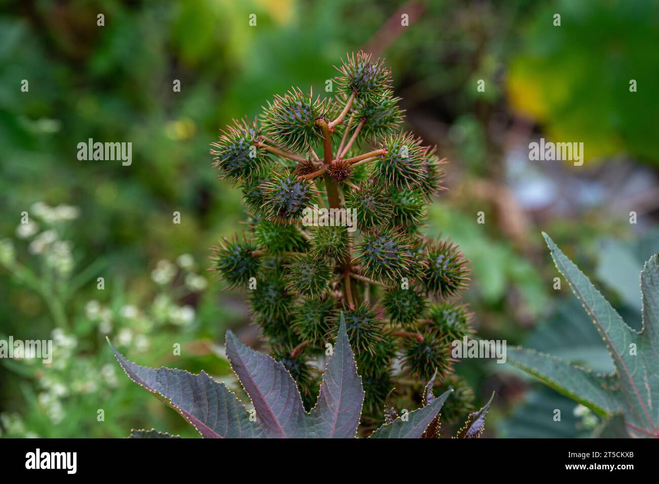 Castor plant, ricinus communis, Mauritius Stock Photo - Alamy