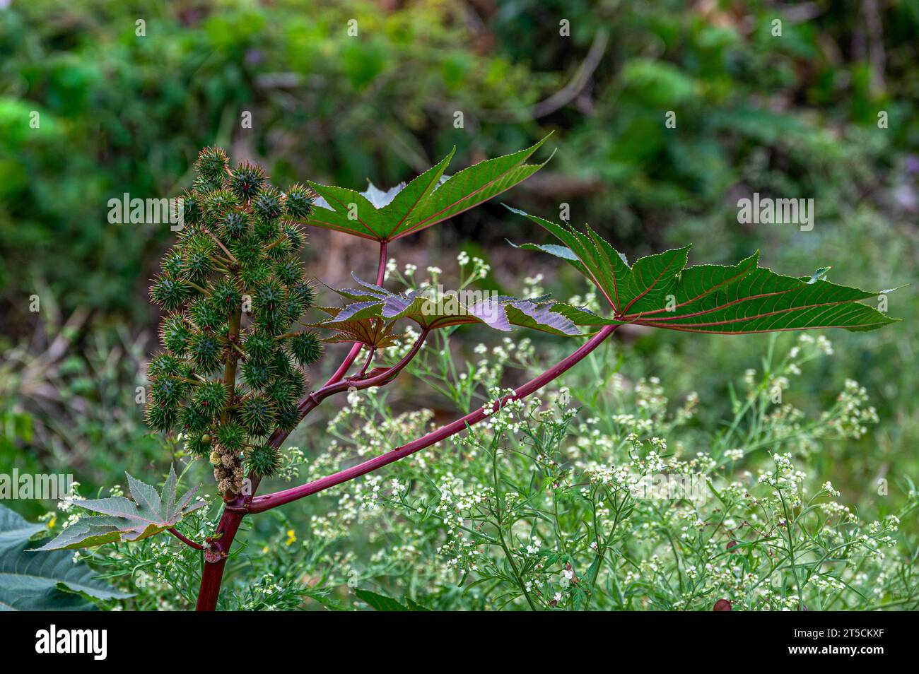 Castor plant, ricinus communis, Mauritius Stock Photo - Alamy