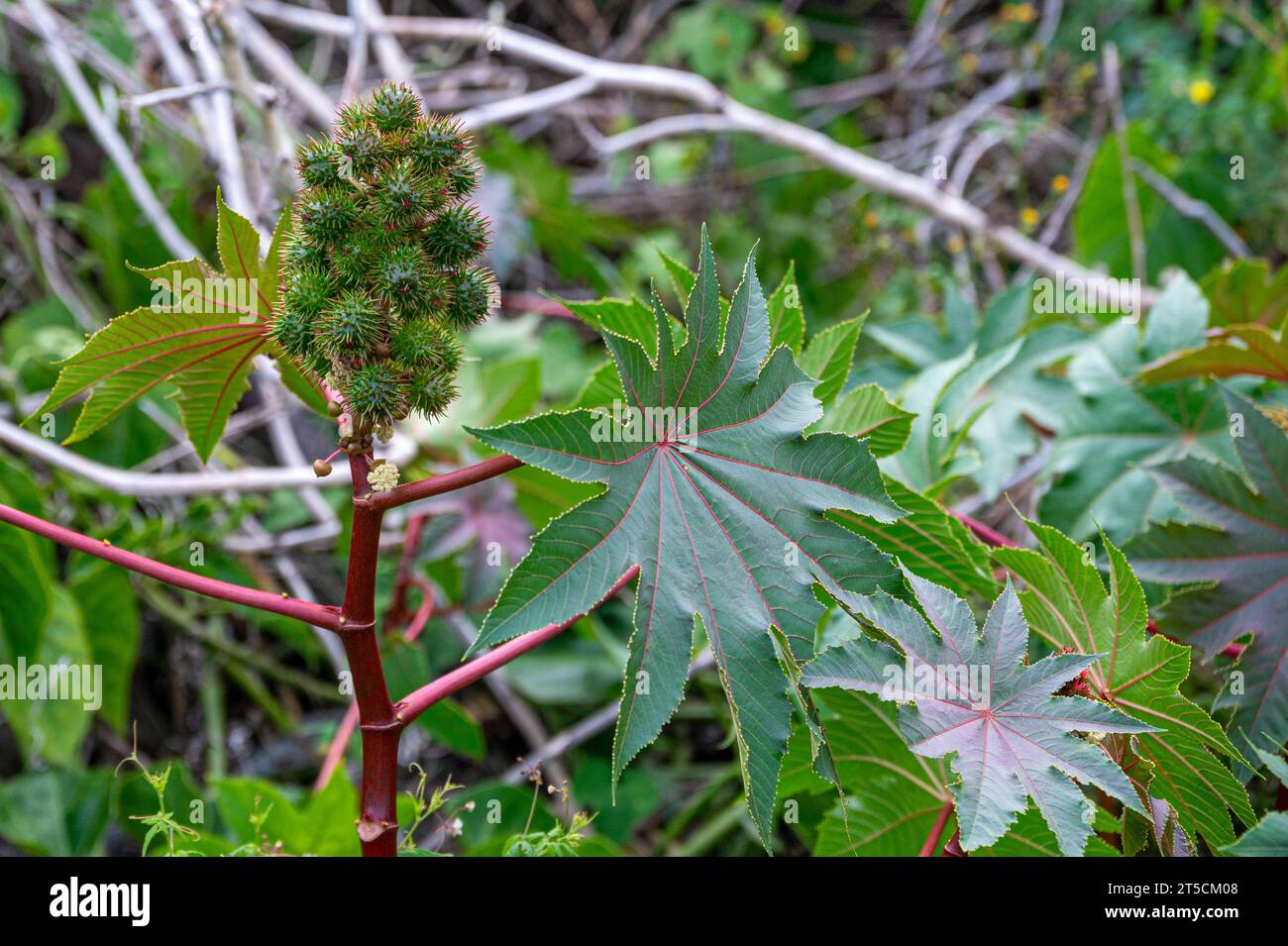 Castor plant, ricinus communis, Mauritius Stock Photo - Alamy