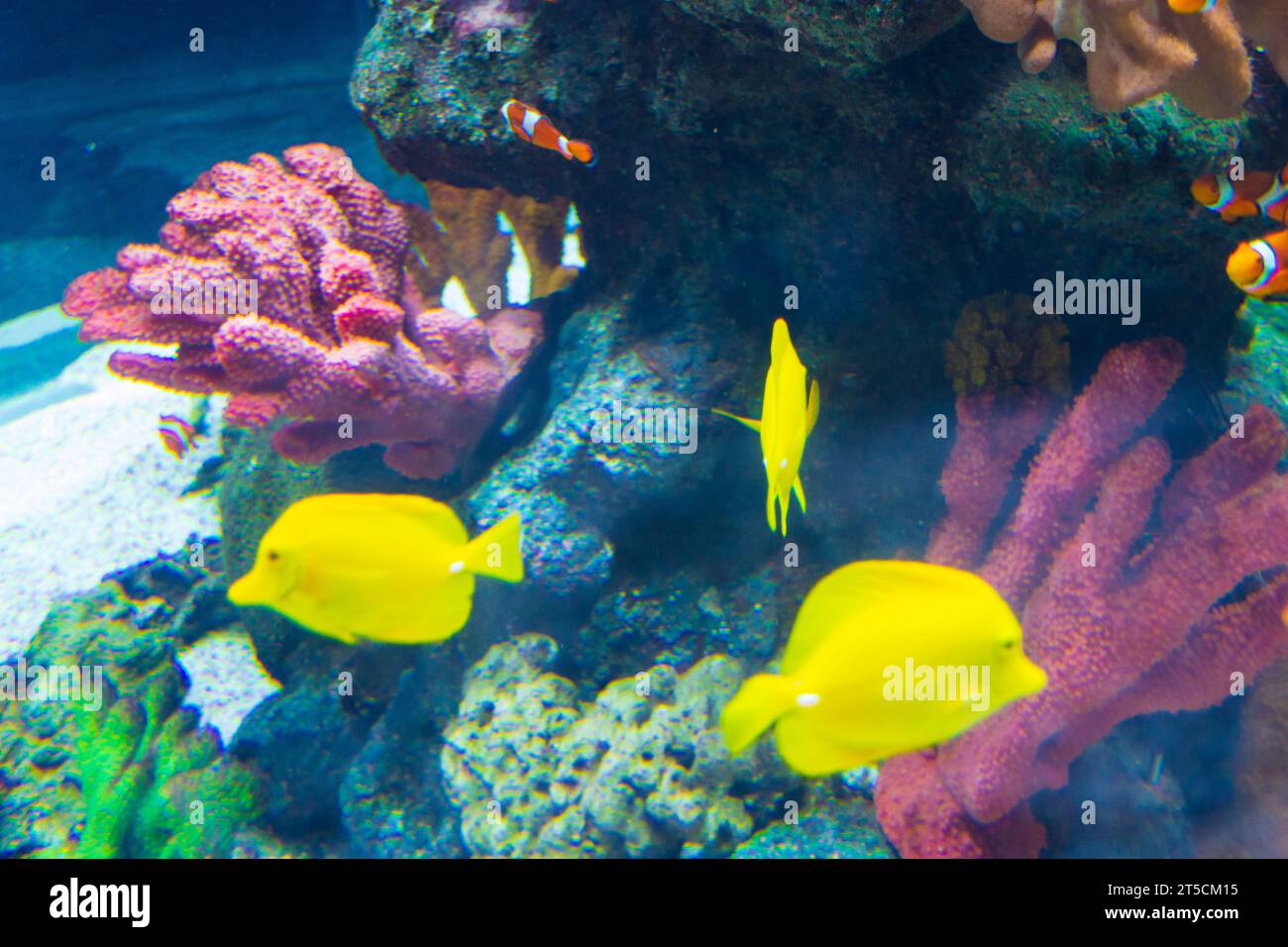 Zebrasoma is a genus of marine ray-finned fishes belonging to the ...