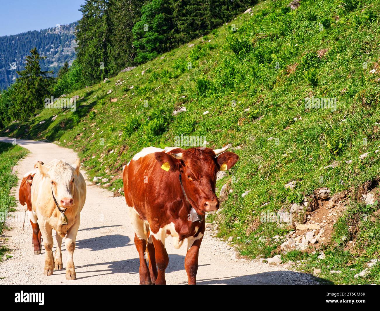 Bavarian cows on meadow hi-res stock photography and images - Alamy