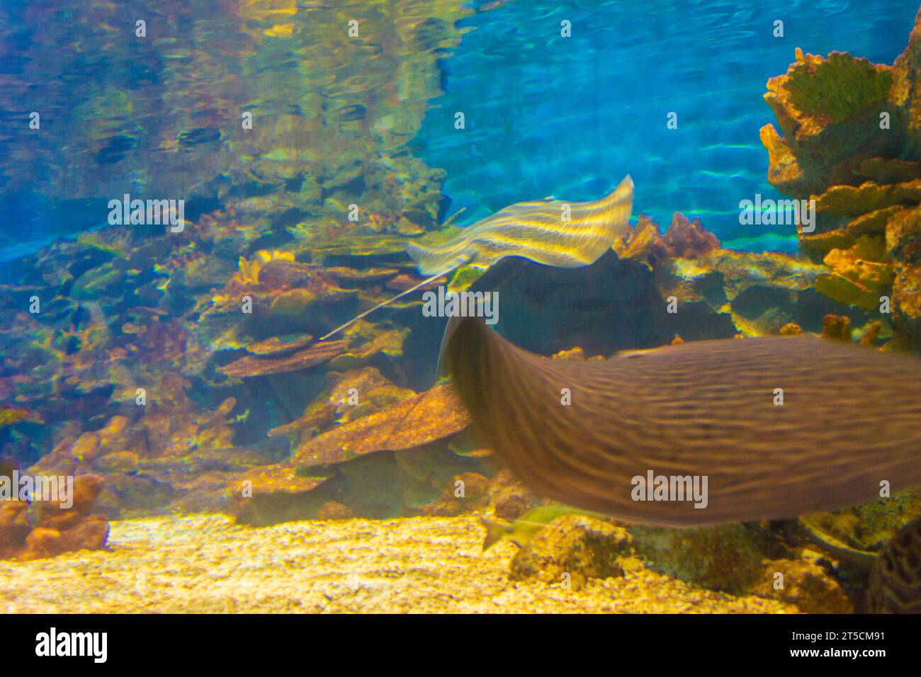 Istanbul,Turkey-May,11th 2014:Potamotrygon tigrina, also known as the ...