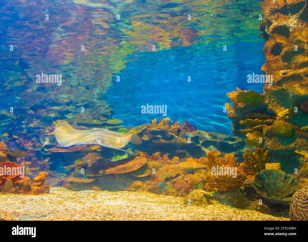 Istanbul,Turkey-May,11th 2014:Potamotrygon tigrina, also known as the ...