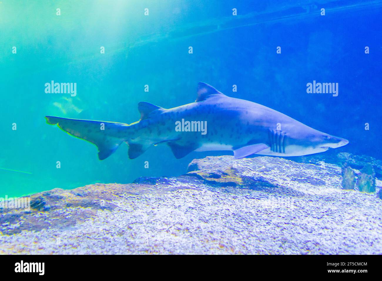 A low angle shot of a great white shark swimming underwater in aquarium ...