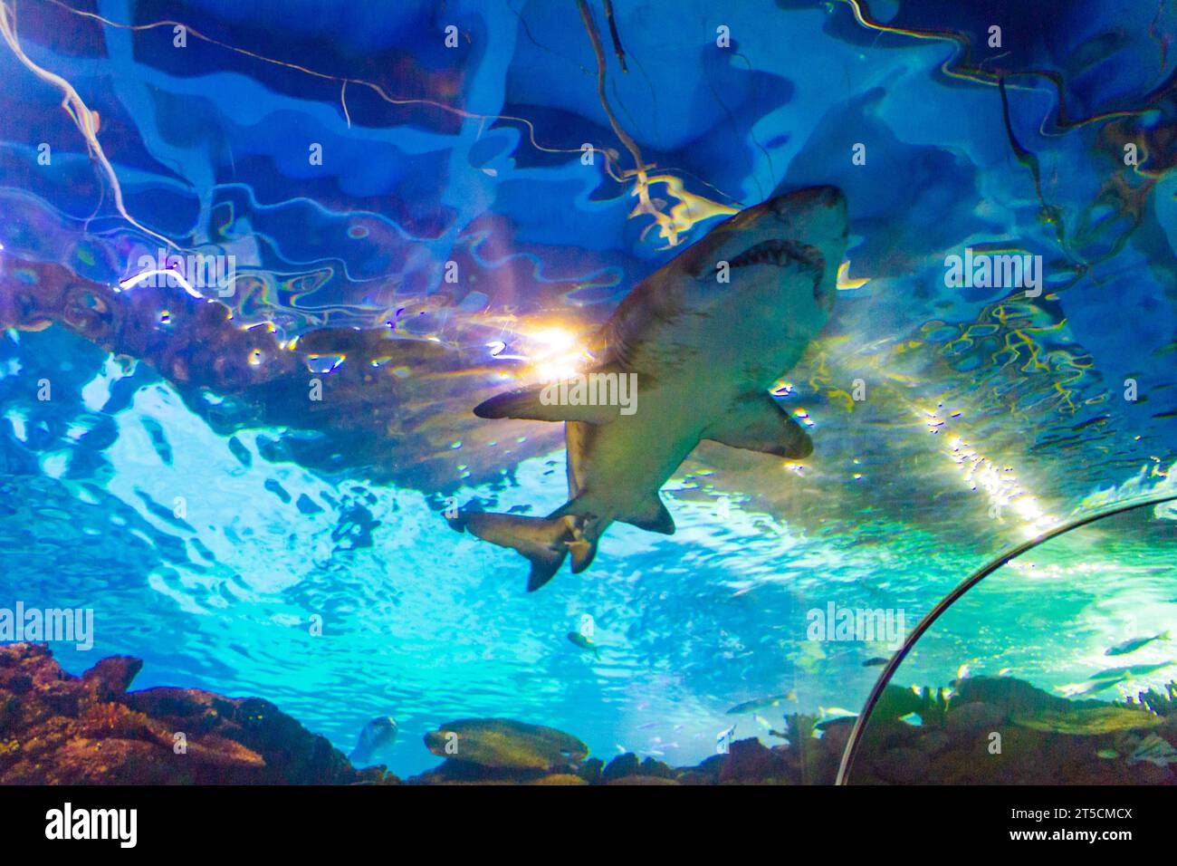 A low angle shot of a great white shark swimming underwater in aquarium ...