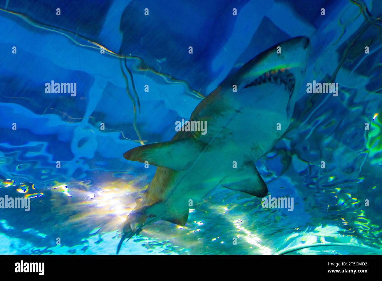 A low angle shot of a great white shark swimming underwater in aquarium ...