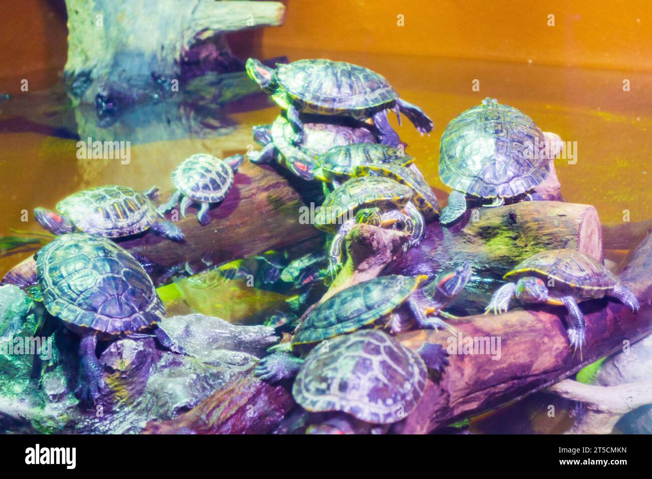 The red-eared slider or red-eared terrapin (Trachemys scripta elegans ...