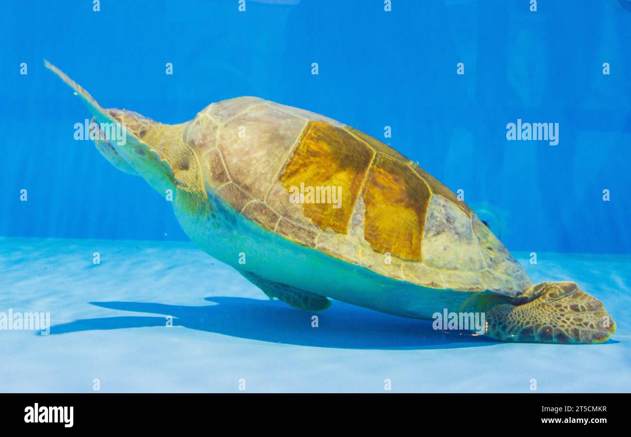 Sea turtle in Sea life aquarium,Istanbul city,Turkey Stock Photo - Alamy