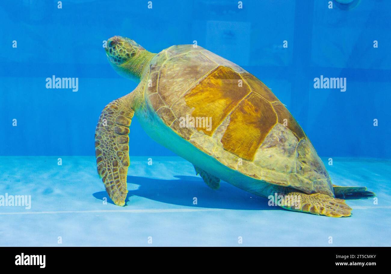 Sea turtle in Sea life aquarium,Istanbul city,Turkey Stock Photo - Alamy