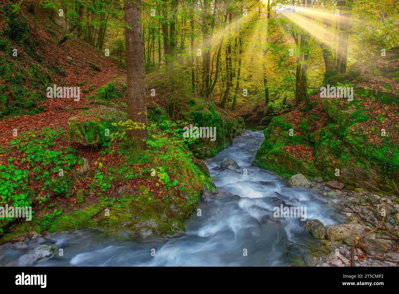 River in the forest with trees Stock Photo - Alamy