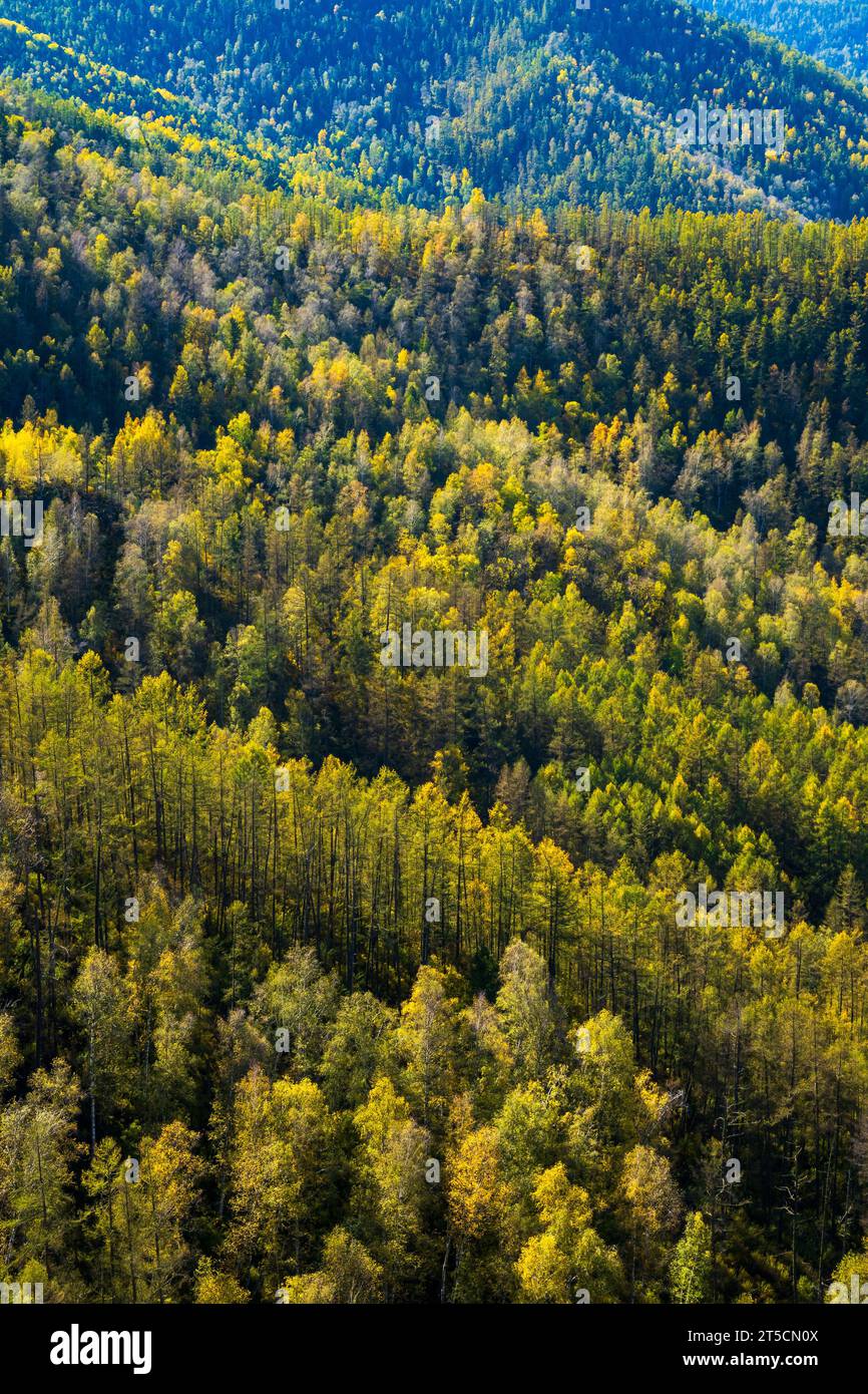 From above of evergreen trees in forest on mountain at Altai, Russia ...