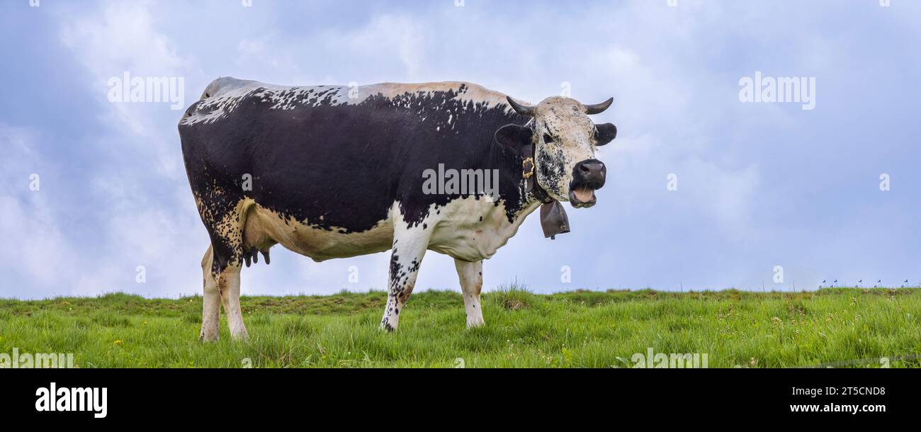Normande cows grazing along Route des Cretes in Vosges region in France ...