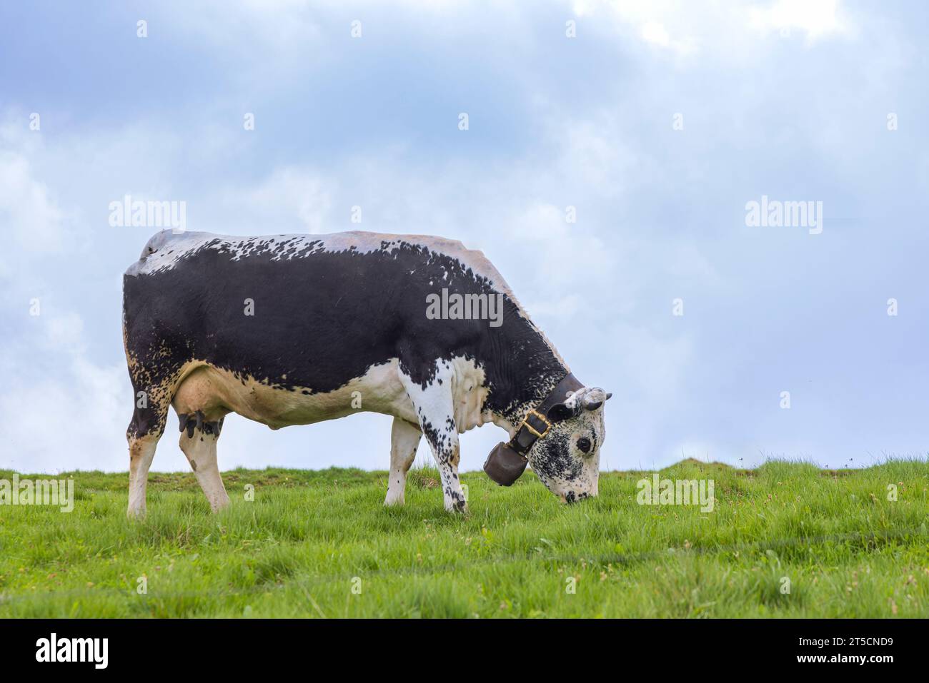 Nomaden cows grazing along Route des Cretes in Vosges region in France ...