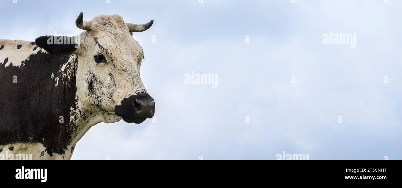 Nomaden cows grazing along Route des Cretes in Vosges region in France ...