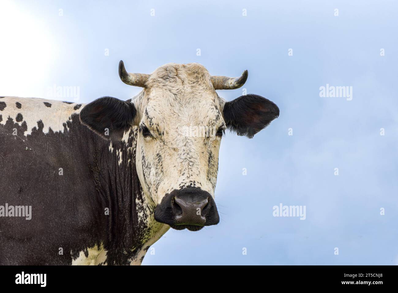 Nomaden cows grazing along Route des Cretes in Vosges region in France ...