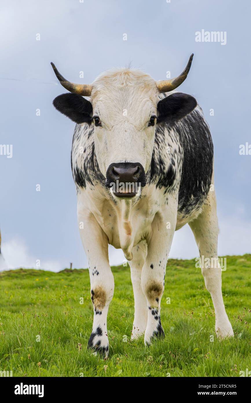 Nomaden cows grazing along Route des Cretes in Vosges region in France ...