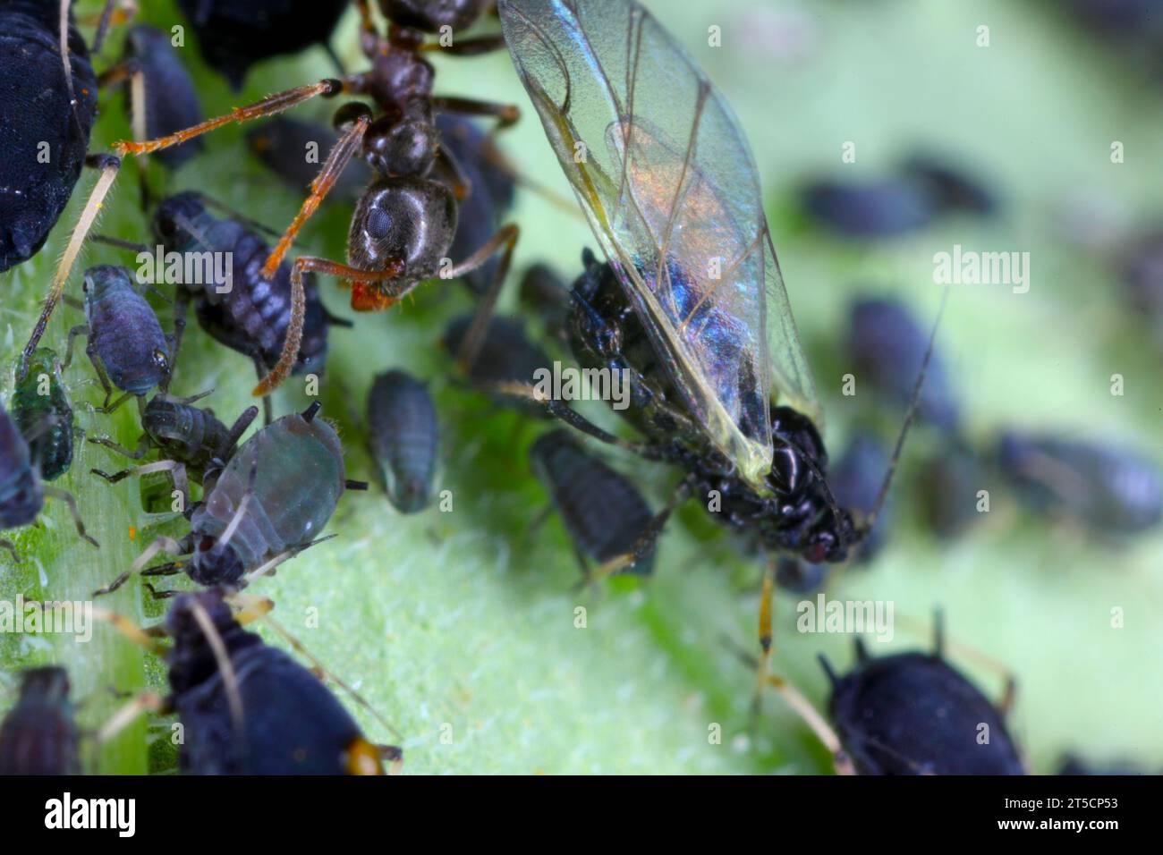 Black garden ant (Lasius niger) sharing honey dew from Black bean aphid ...