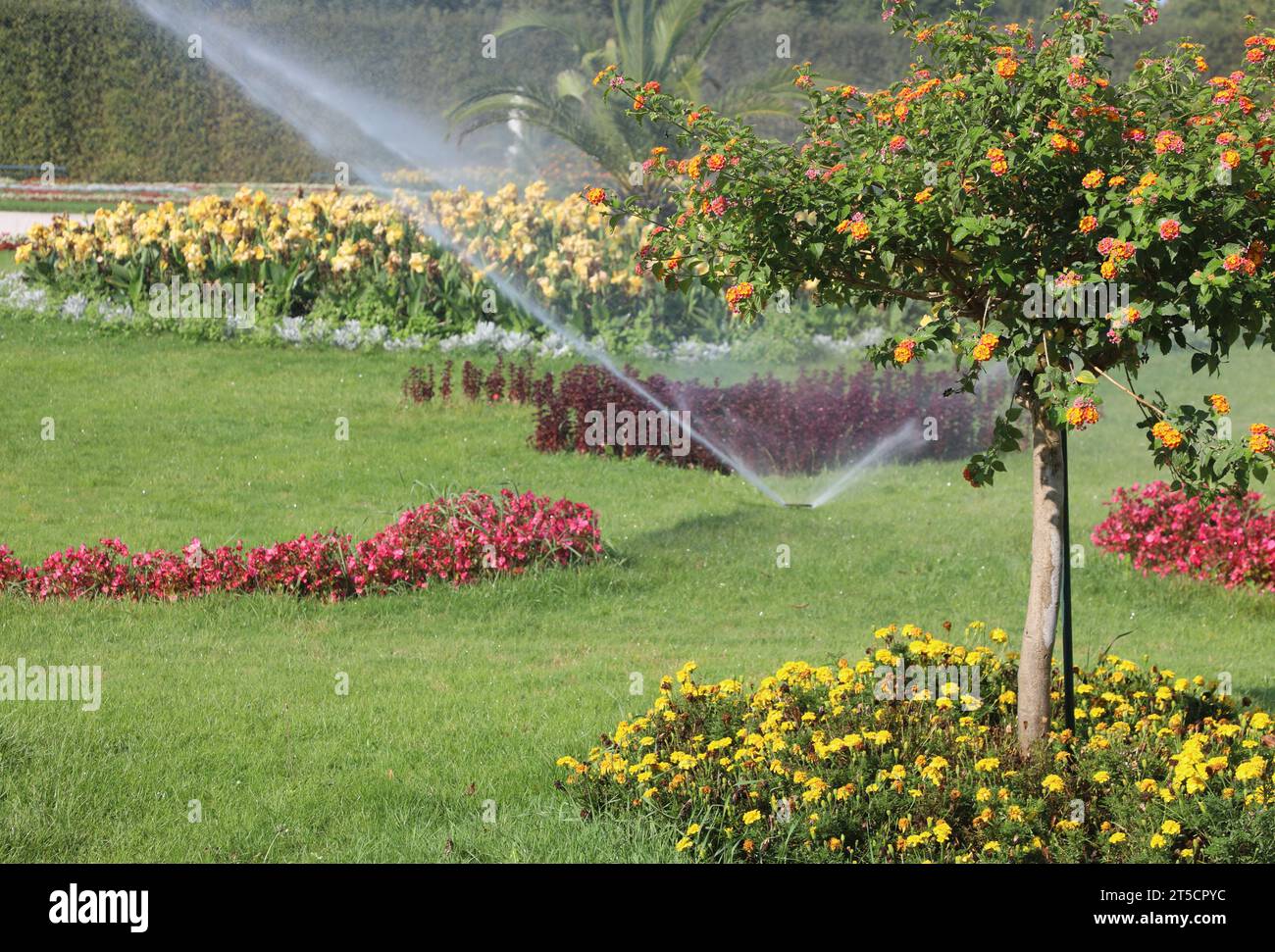 irrigation system of the flower garden with well-kept flowerbeds with ...