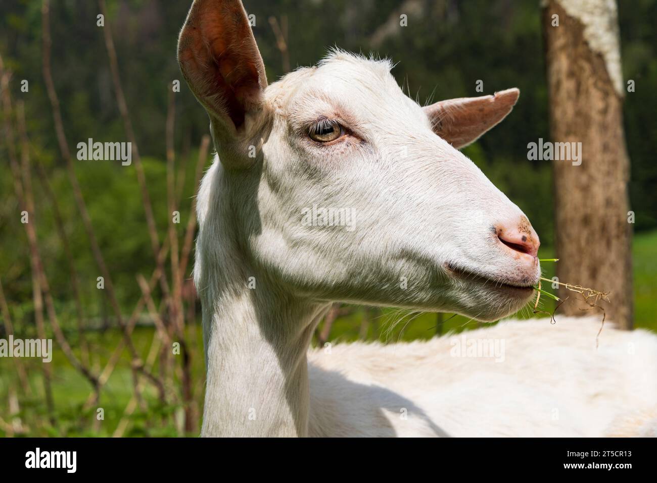 White dairy goat along Route des Cretes in Vosges region in France ...