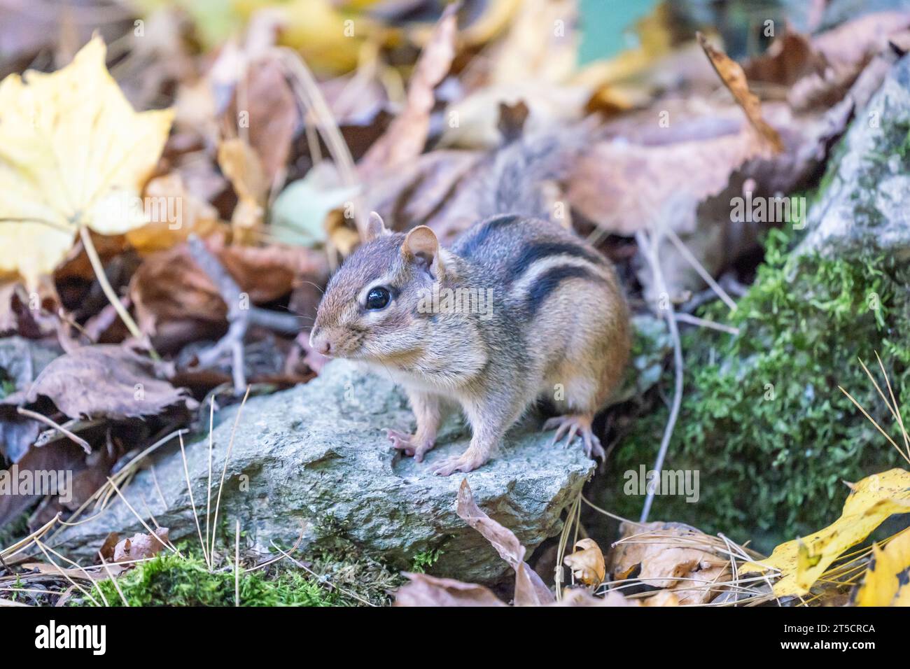 Cute little Eastern Chipmunk in Autumn Leaves Stock Photo - Alamy